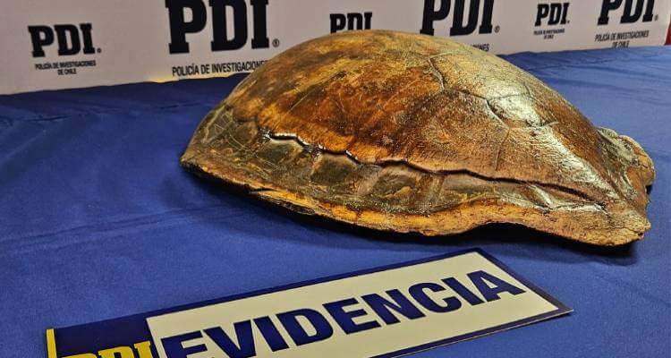 Recuperan caparazón de tortuga Verde Marina en Copiapó – Atacama Noticias