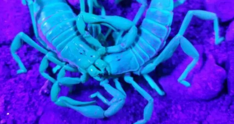 Descubren 104 nuevas especies de arácnidos e insectos en Chile y ...