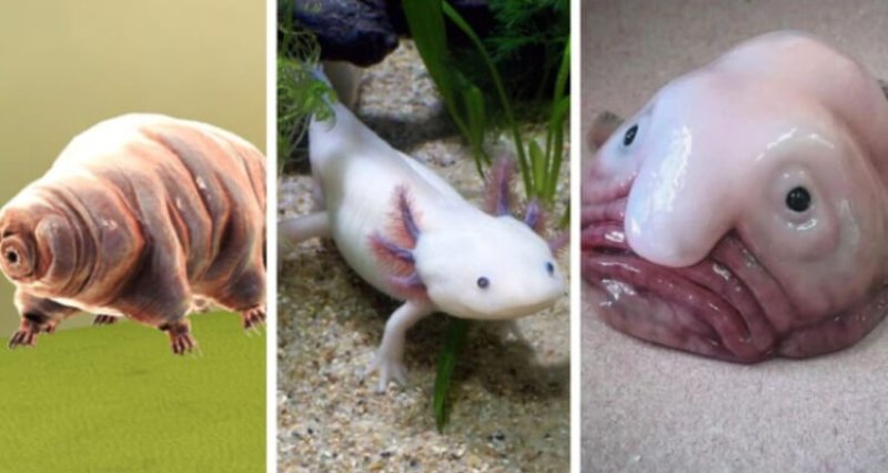 10 animales raros que quizás no sabías que existían – Atacama Noticias