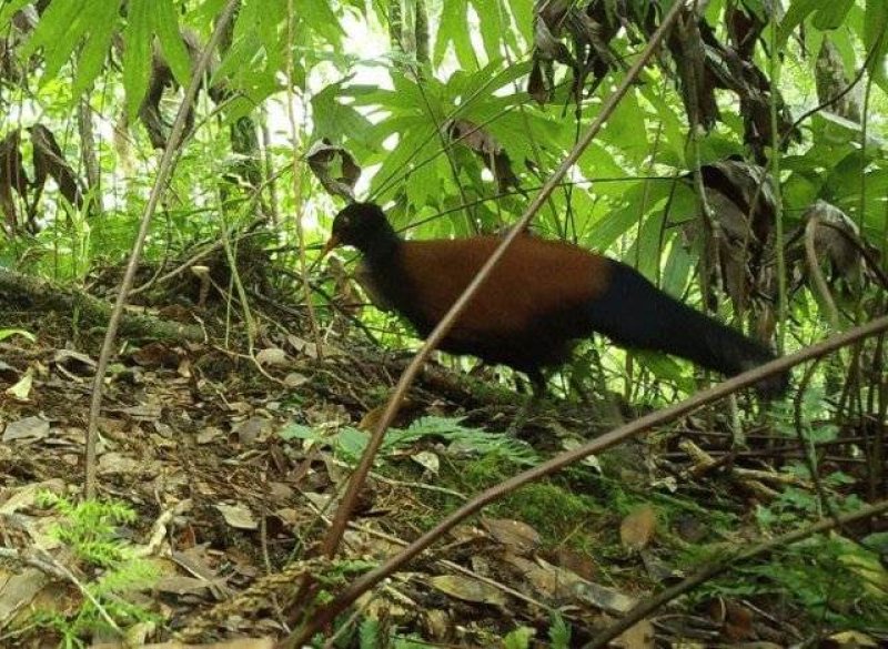Paloma faisán de nuca negra: redescubren ave que no había sido ...