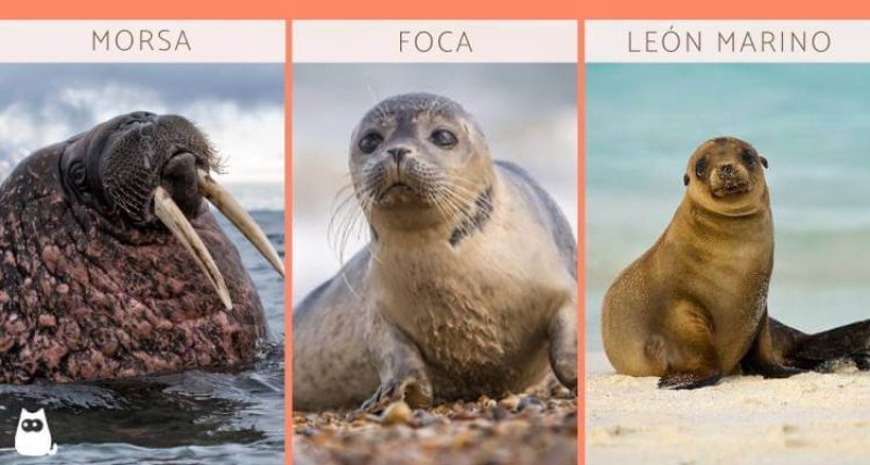Cuál es la diferencia entre un elefante, lobo o león marino ¿Son lo ...