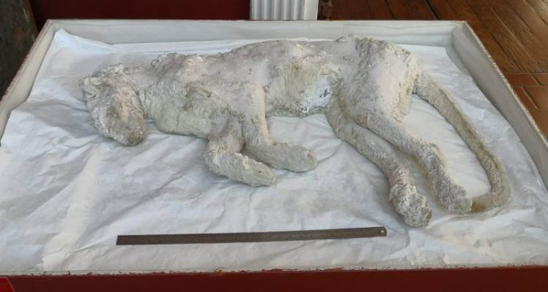 Museo de Atacama y Prime Energía rescatan el descubrimiento del puma ...