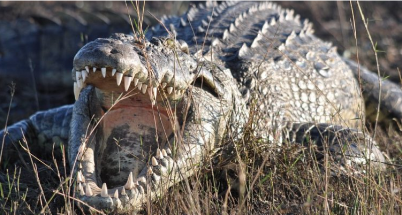 Cocodrilos en casa: la etnia que los cría como mascotas y los considera ...