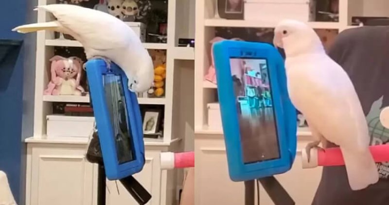 Estudio puso a prueba a loros domésticos y demostró que los animales ...